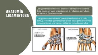 Fracturas de radio distal en niños y adultos mayores | PPTX