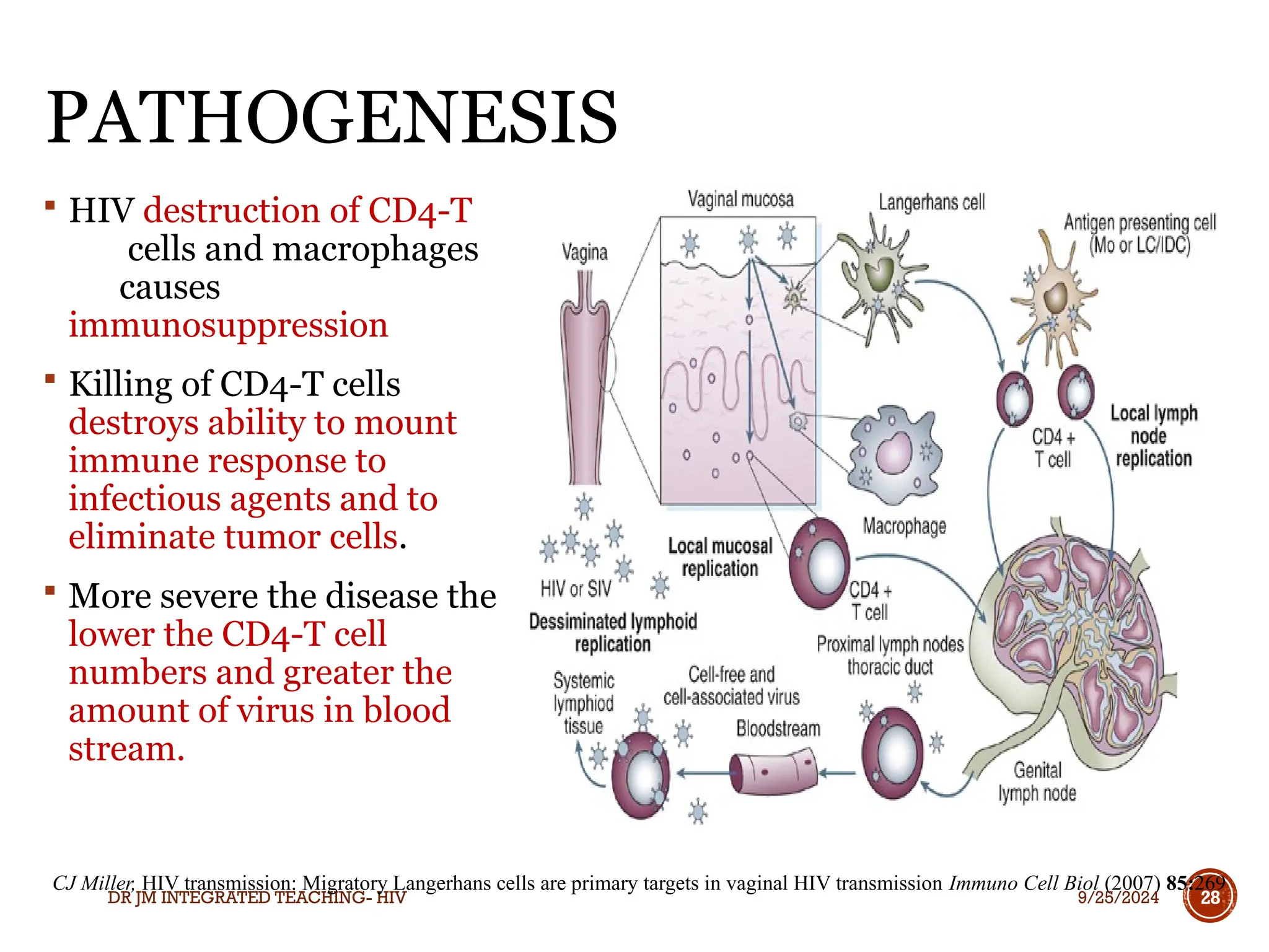 HIV -Integrated topic. Morphology and pathogenesis | PPT