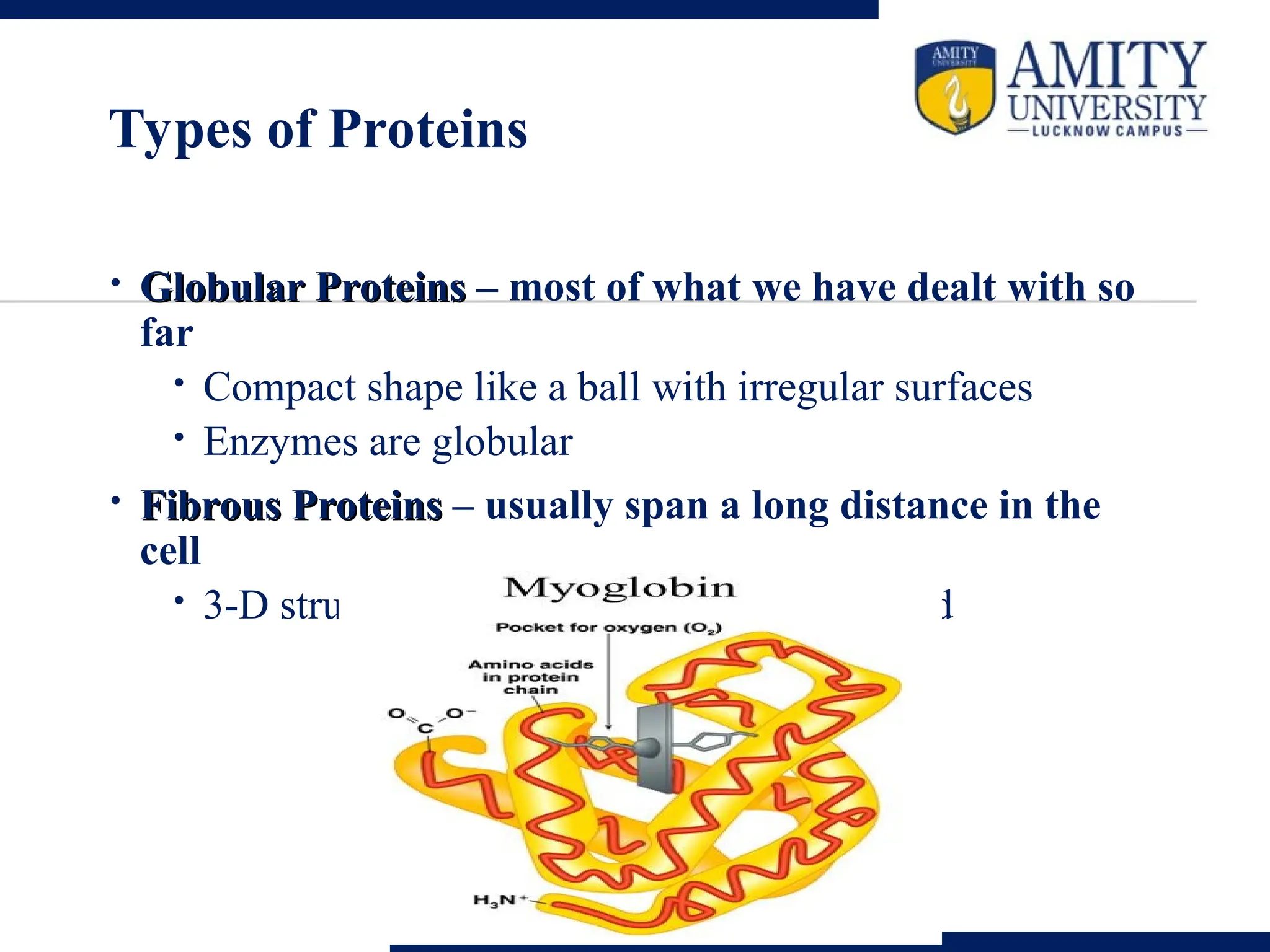25.Overview and Introduction to Protein Structure.ppt