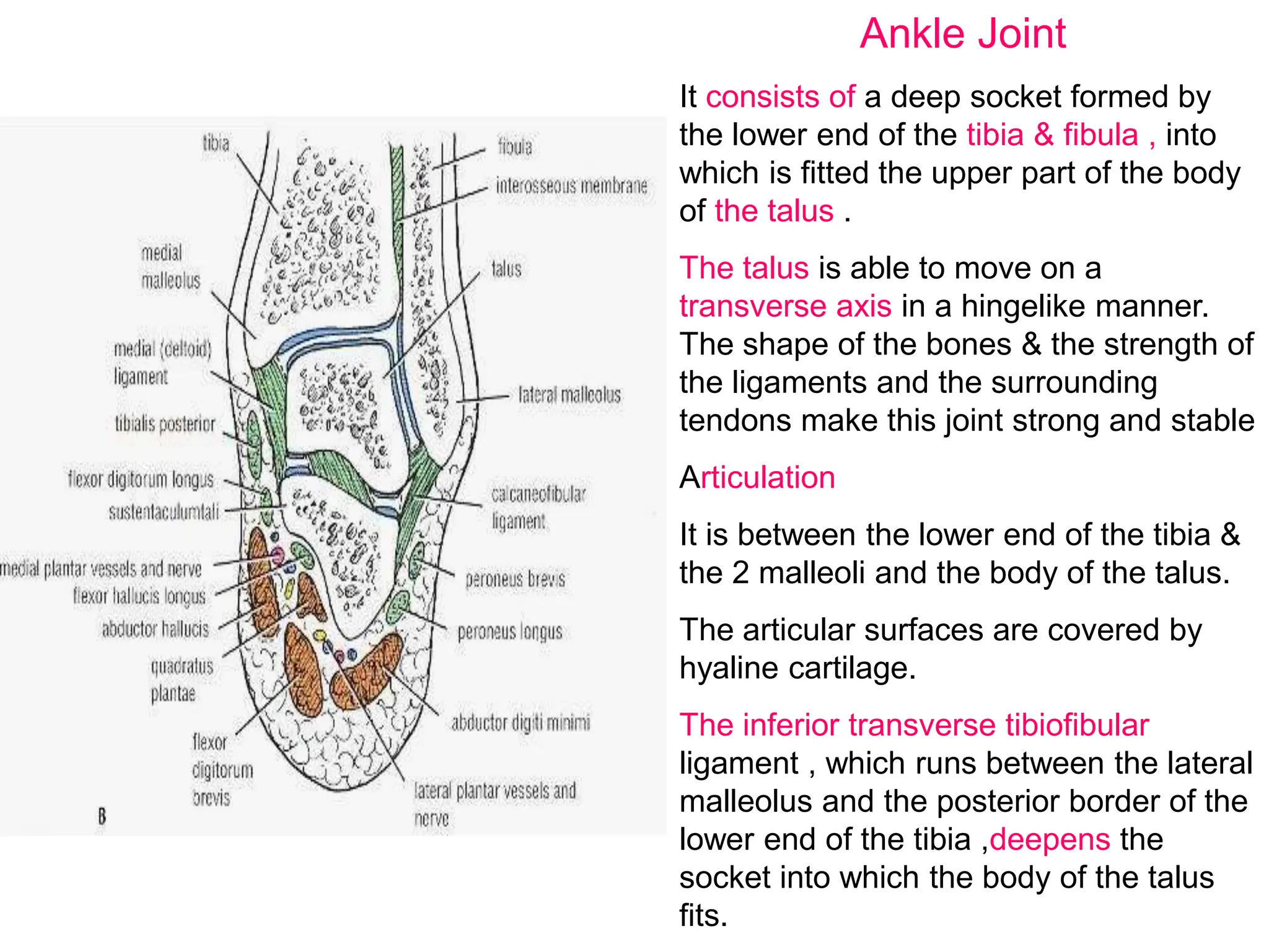 25-Ankle joint tafffffffffffffrsal.ppt