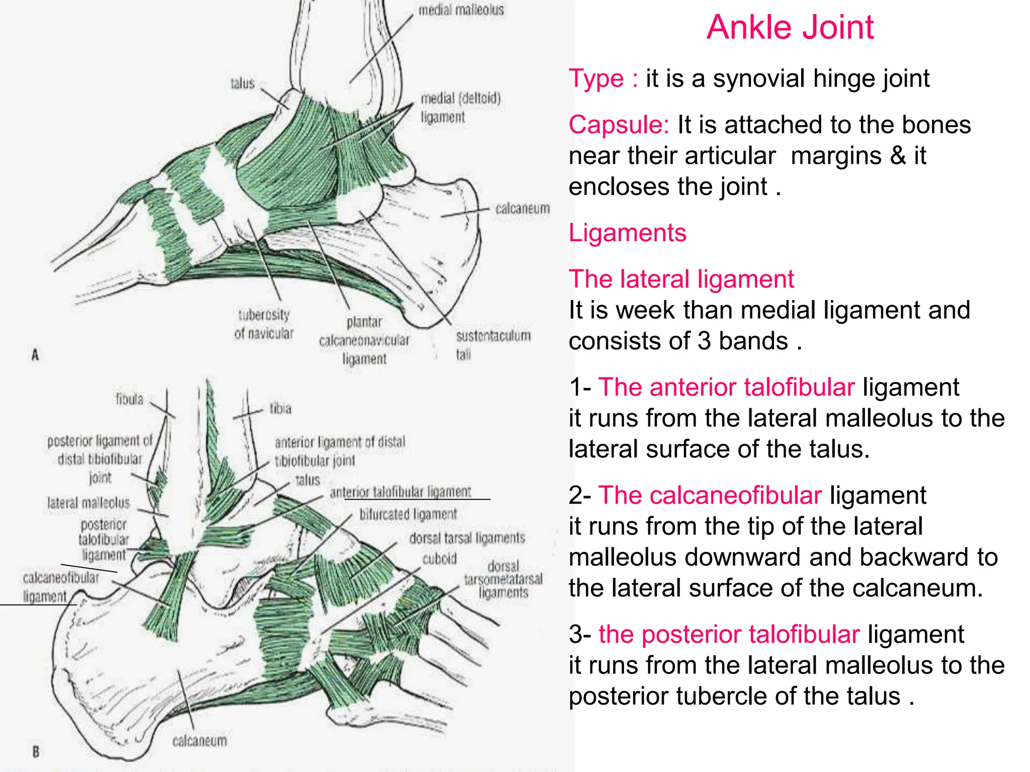 25-Ankle joint tafffffffffffffrsal.ppt