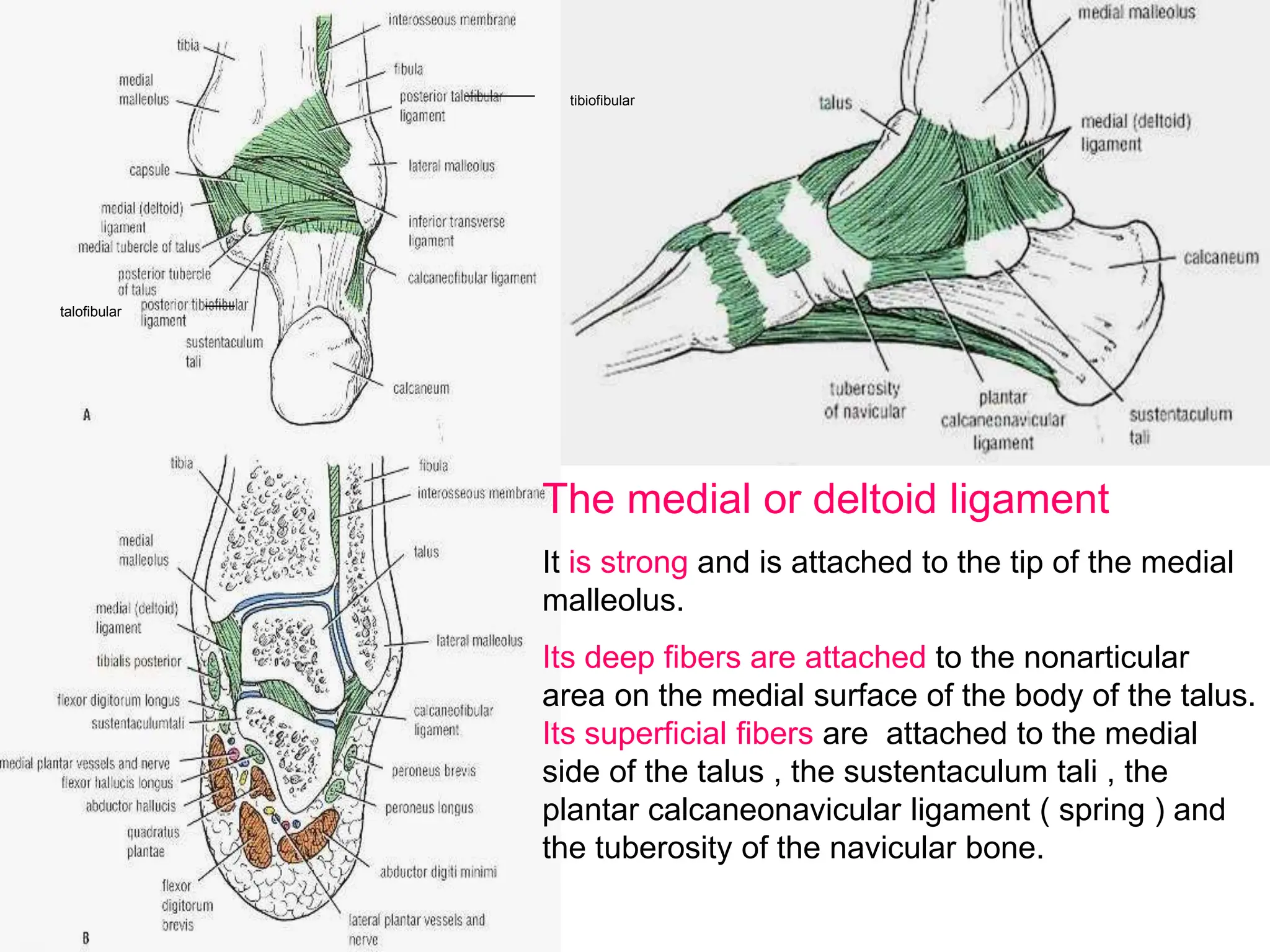 25-Ankle joint tafffffffffffffrsal.ppt