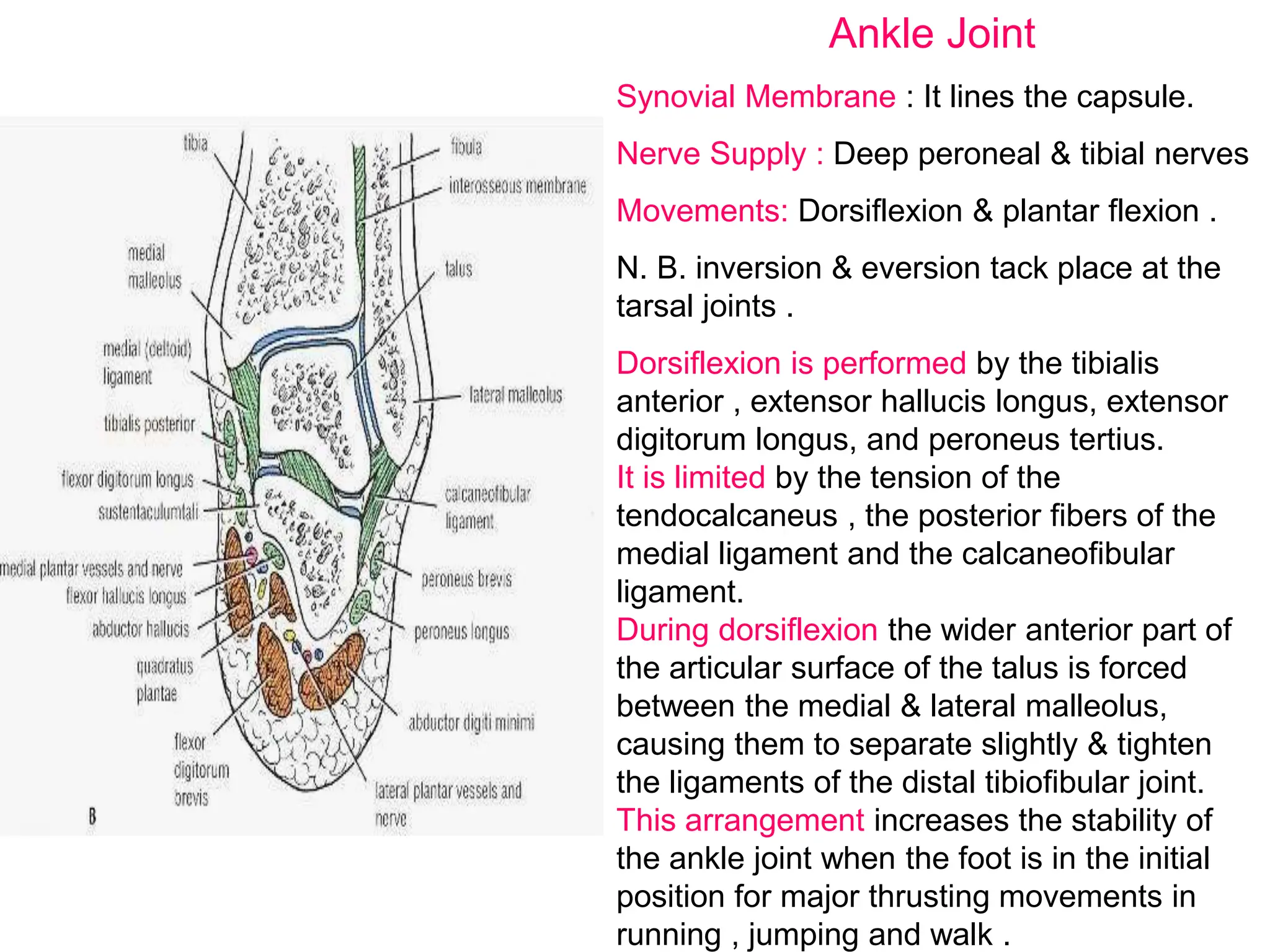 25-Ankle joint tafffffffffffffrsal.ppt