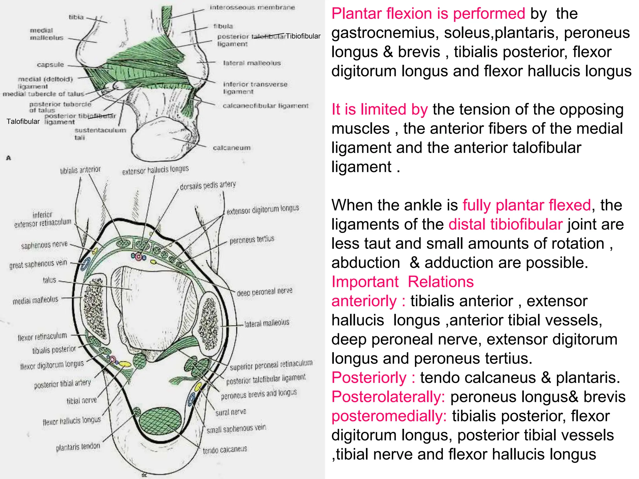 25-Ankle joint tafffffffffffffrsal.ppt