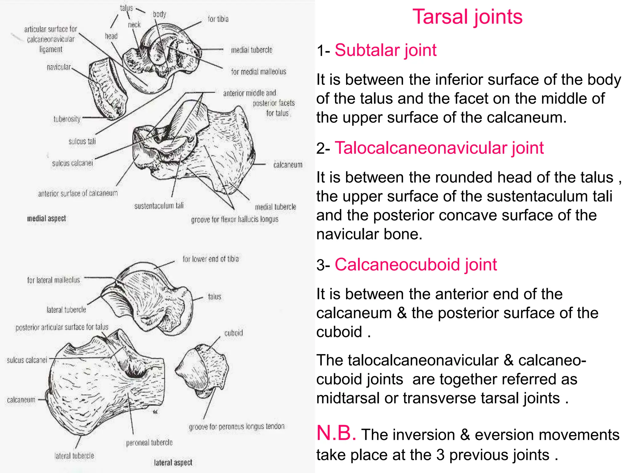 25-Ankle joint tafffffffffffffrsal.ppt