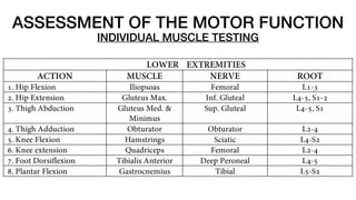 Assessment of the Spinal Nerves (The Sensory and Motor Functions) & The ...