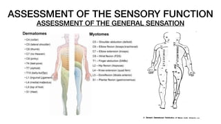 Assessment of the Spinal Nerves (The Sensory and Motor Functions) & The ...
