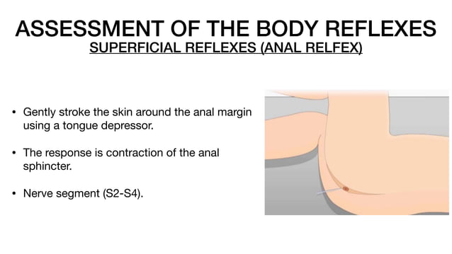 Assessment of the Spinal Nerves (The Sensory and Motor Functions) & The Reflexes.pdf