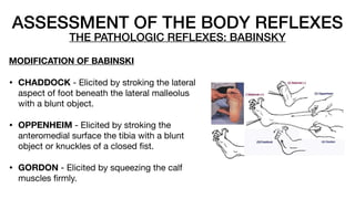 Assessment of the Spinal Nerves (The Sensory and Motor Functions) & The ...