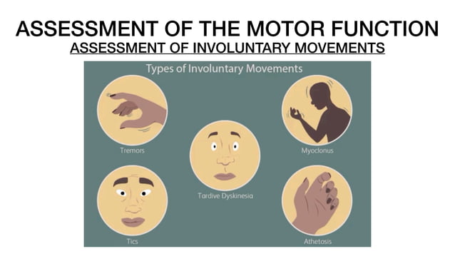 Assessment of the Spinal Nerves (The Sensory and Motor Functions) & The ...