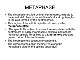 2.5 Cell division Mitosis | PPT