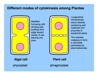 2.5 Cell division Mitosis | PPT