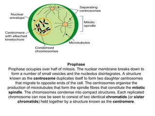 2.5 Cell division Mitosis | PPT