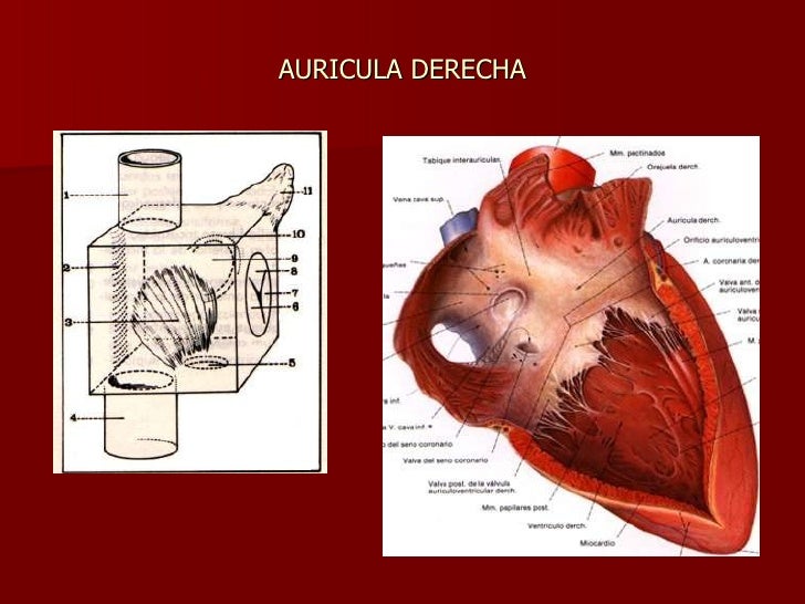 Auricula derecha anatomia - ellader