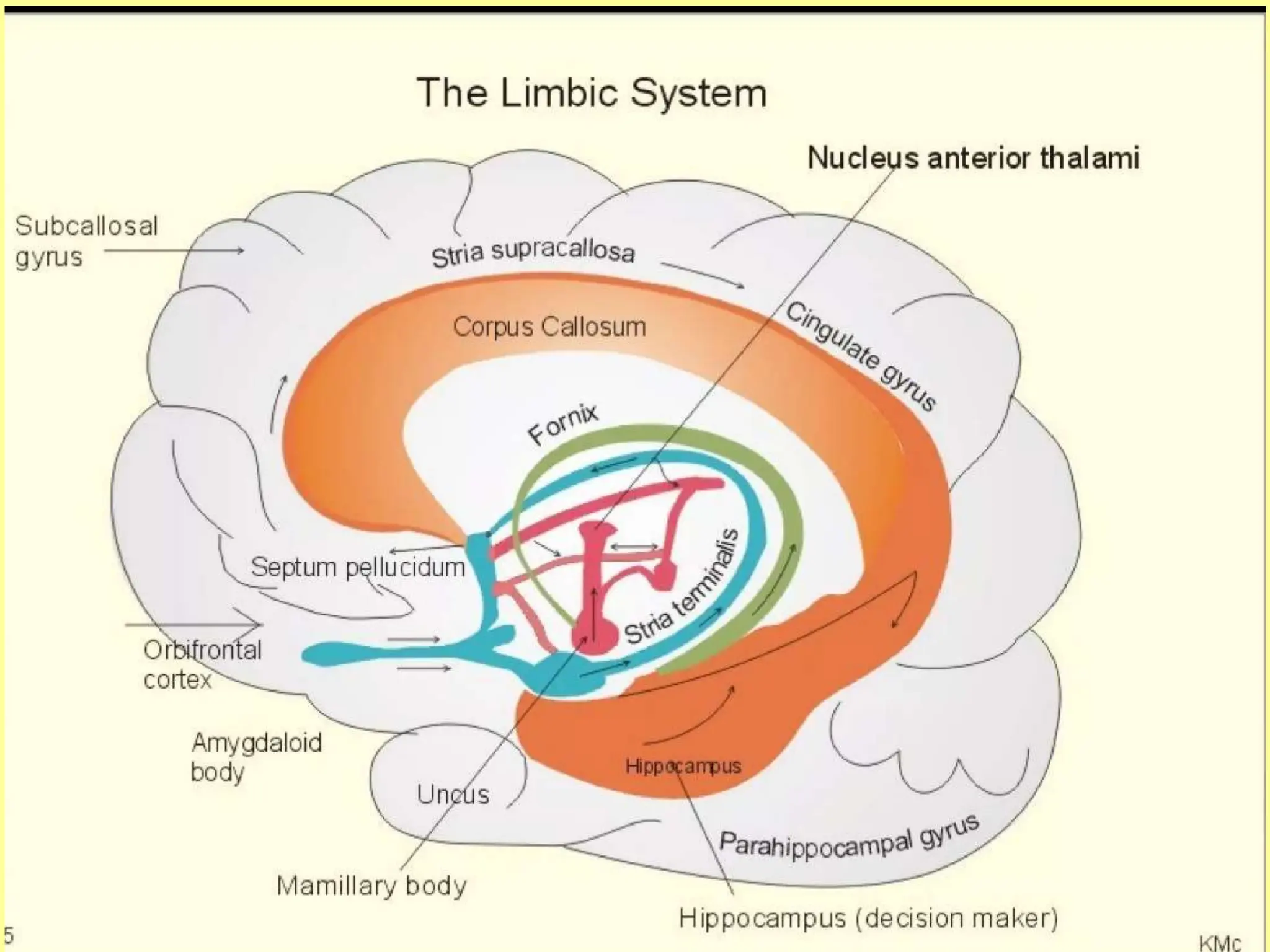25-Limbic system ahmad siraj shirbadgi.ppt