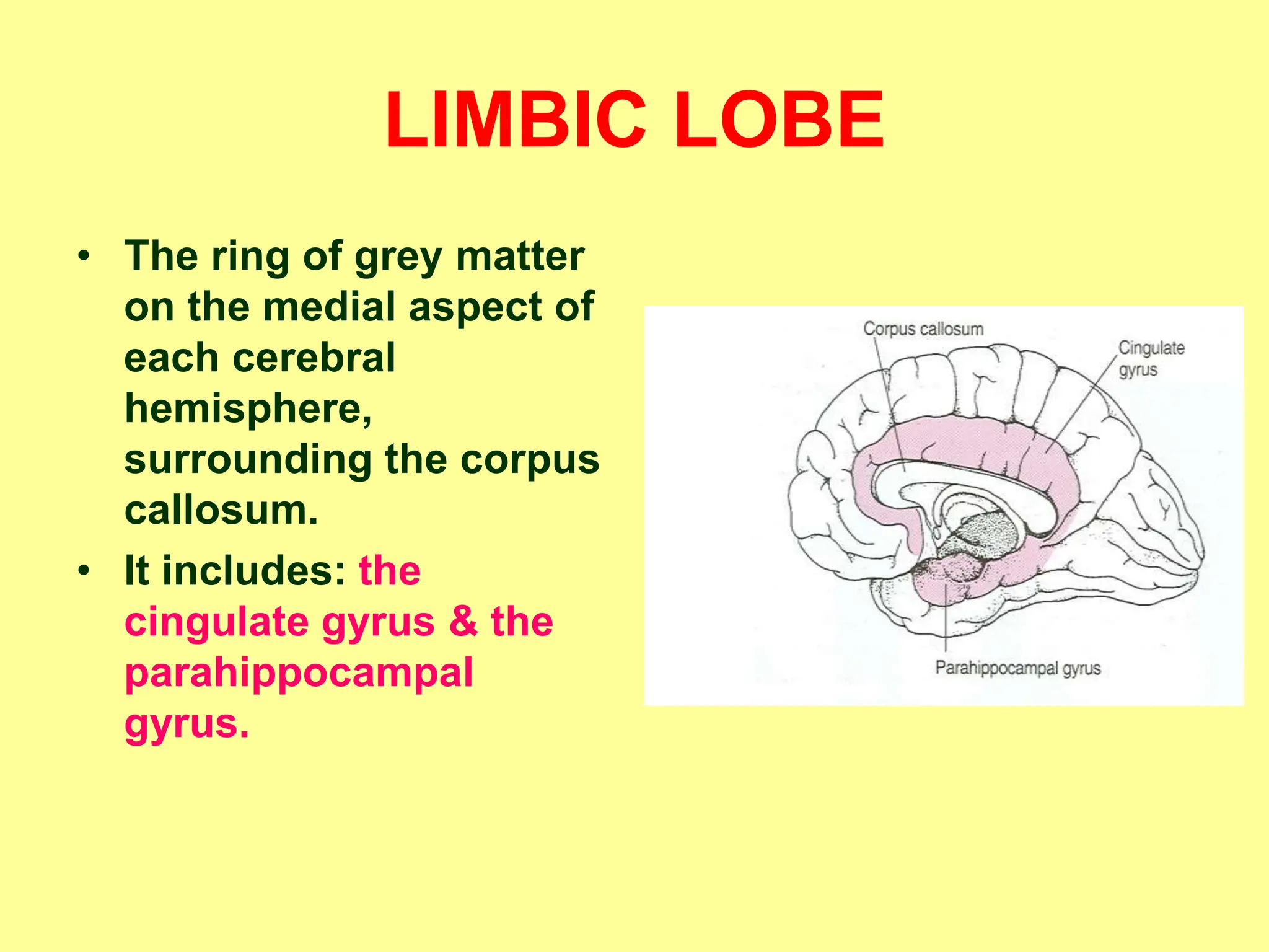 25-Limbic system ahmad siraj shirbadgi.ppt