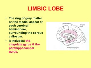 25-Limbic system ahmad siraj shirbadgi.ppt