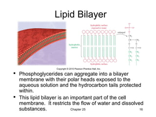 25 - Lipids - Wade 7th | PPT