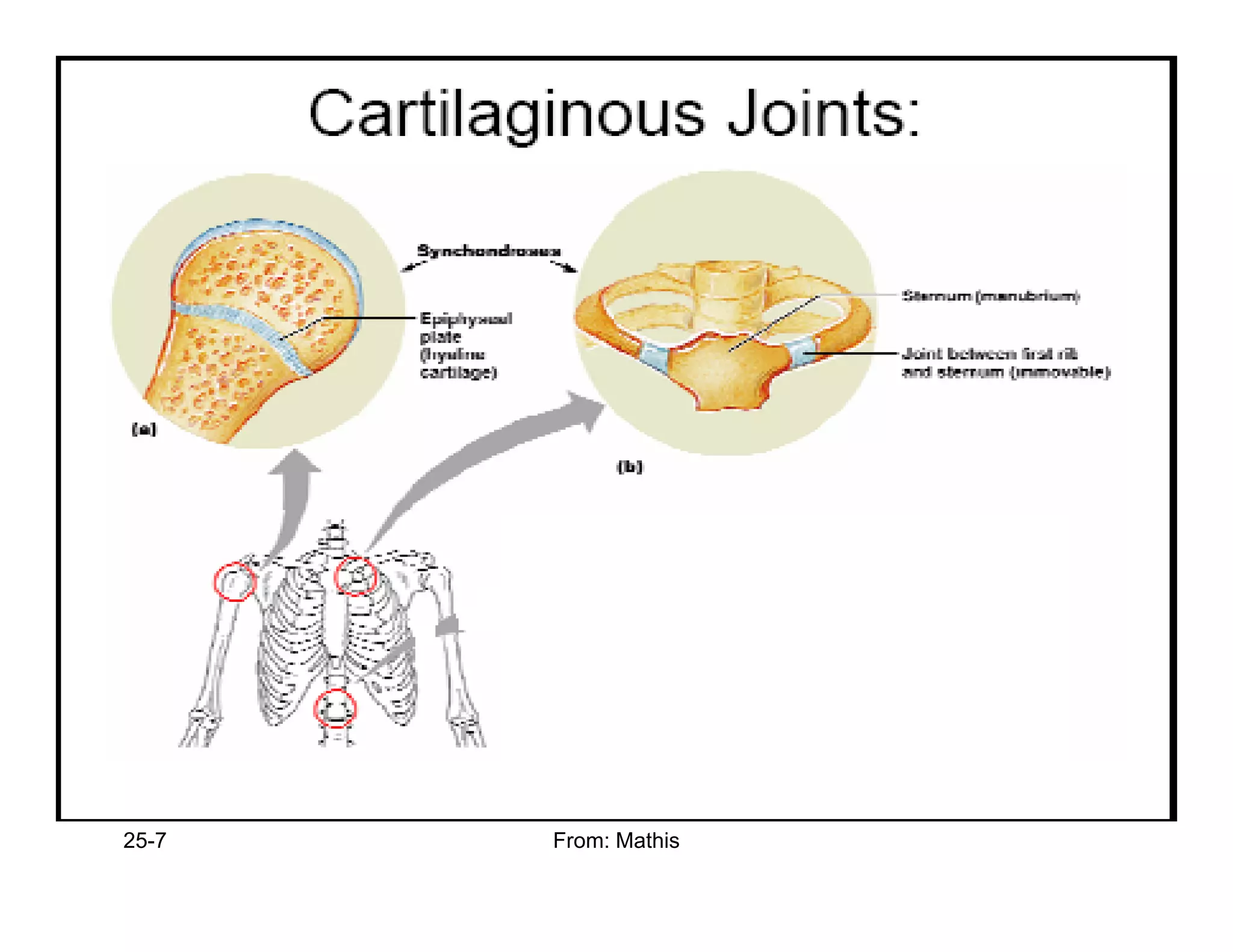 Structure and Function of Joints - MyPharmaGuide | PDF