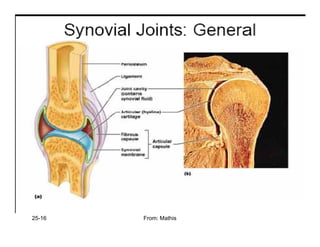 Structure and Function of Joints - MyPharmaGuide | PDF
