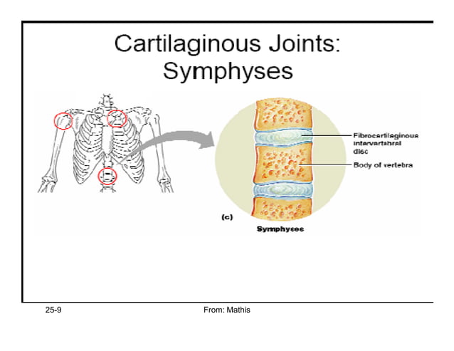 Structure and Function of Joints - MyPharmaGuide | PDF