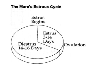 25 ther 608 equine reproductive physiology | PPT