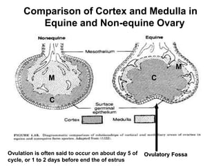 25 ther 608 equine reproductive physiology | PPT