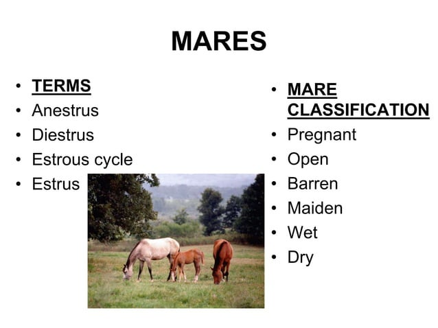 Equine Reproductive Physiology. | PPT