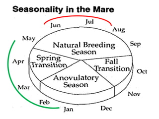 Equine Reproductive Physiology. | PPT