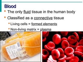 250184907-Blood-Composition-Powerpoint.ppt