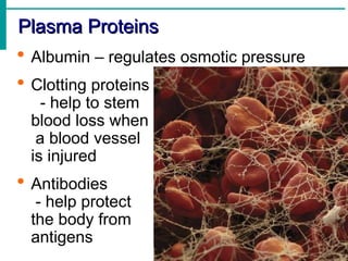 250184907-Blood-Composition-Powerpoint.ppt