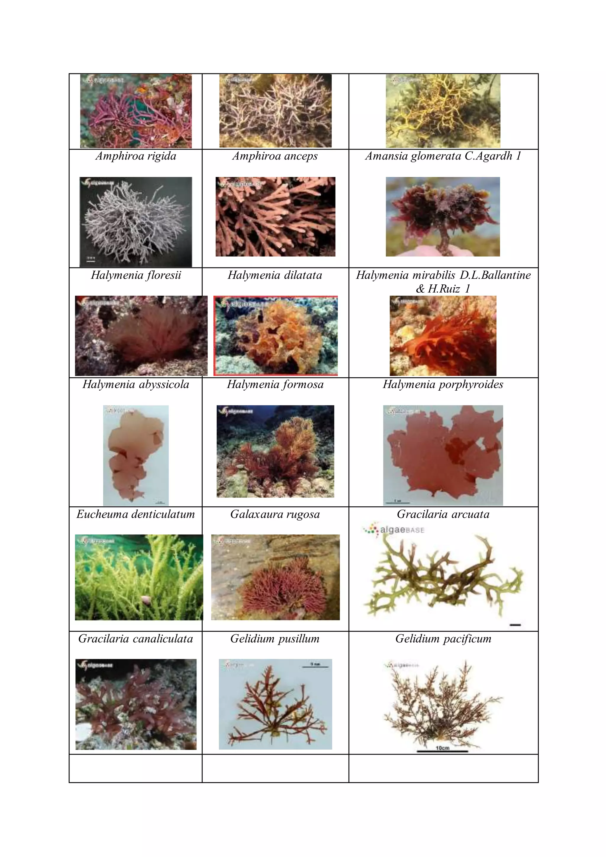 250196055 jenis-rumput-laut-dan-manfaatnya | DOCX