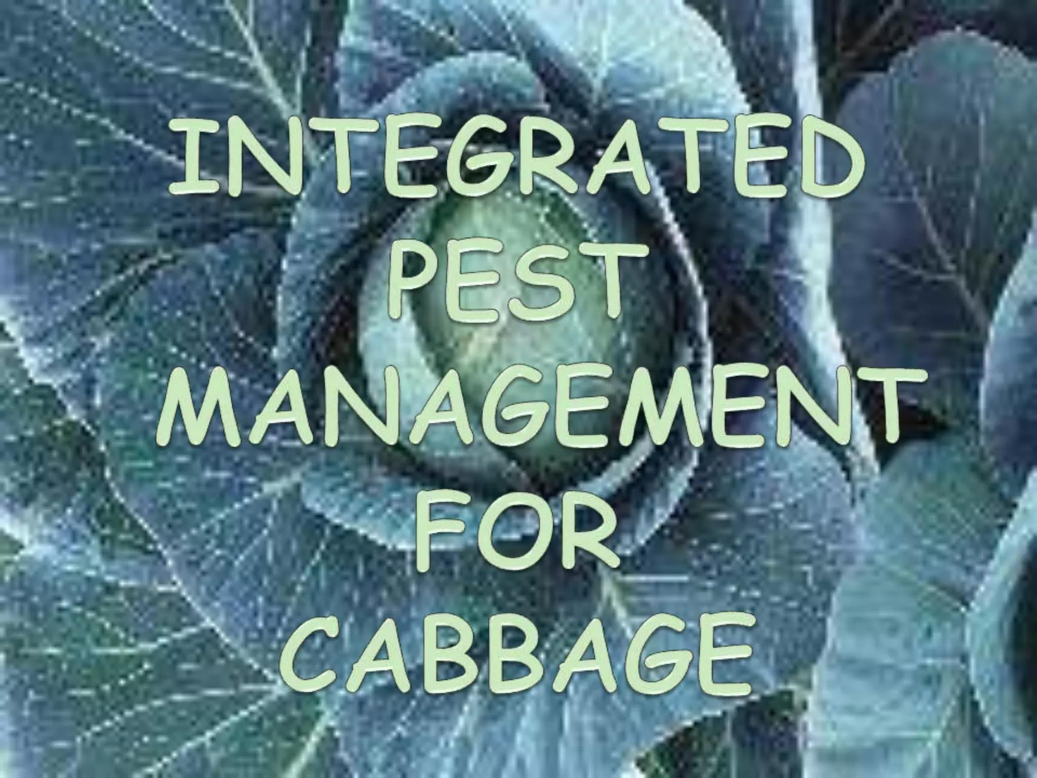 250376487-IPM-IN-CABBage-pptx.pptx