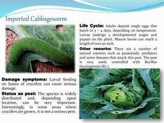 250376487-IPM-IN-CABBage-pptx.pptx