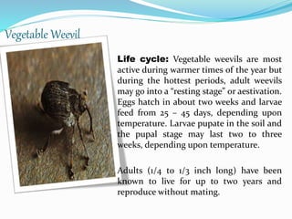 250376487-IPM-IN-CABBage-pptx.pptx