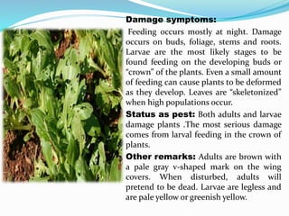 250376487-IPM-IN-CABBage-pptx.pptx