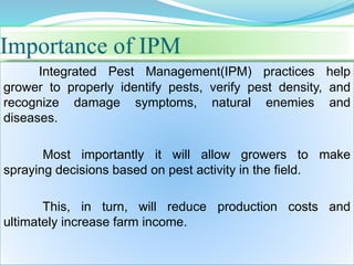 250376487-IPM-IN-CABBage-pptx.pptx