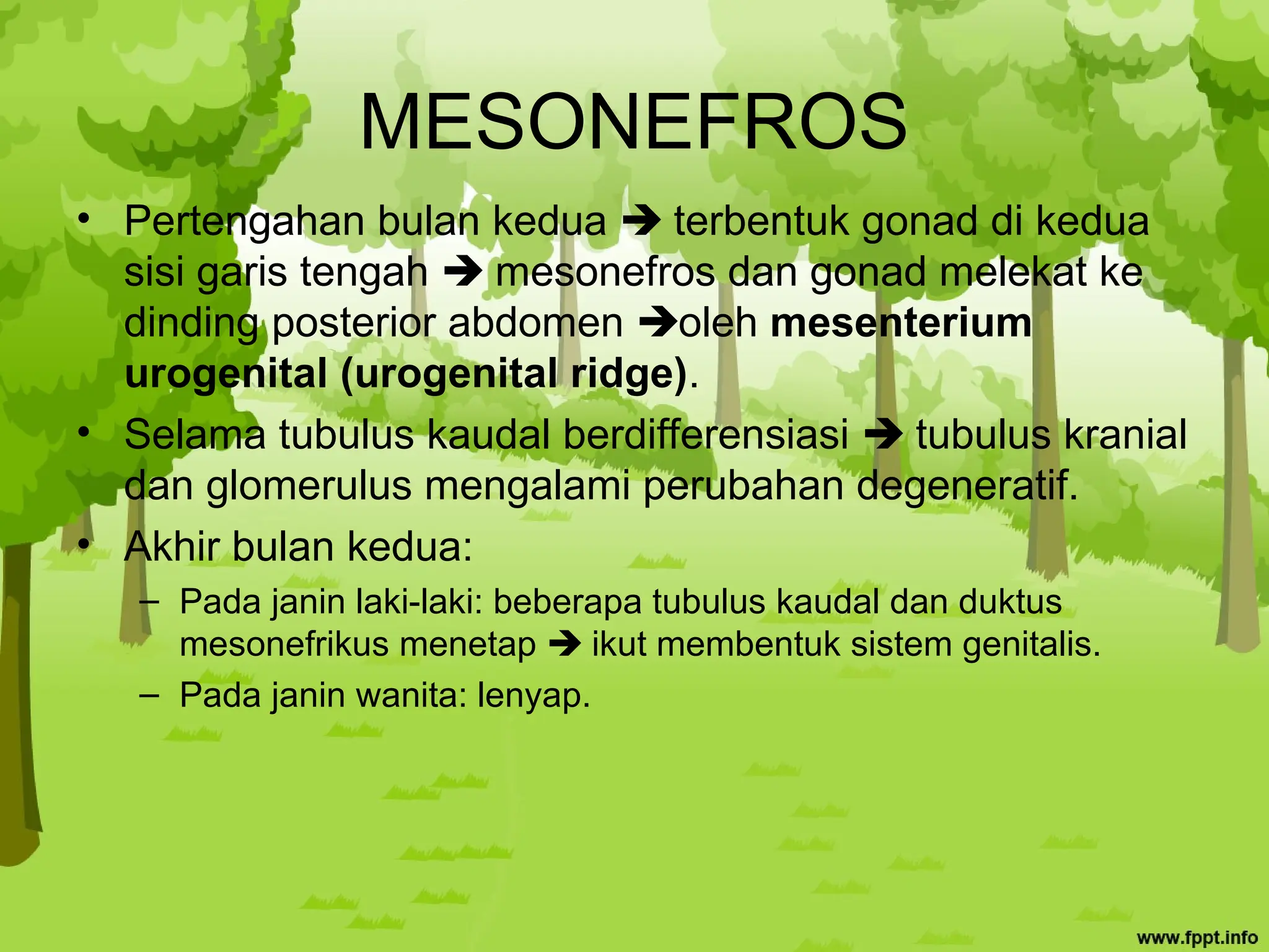 250387111-EMBRIOLOGI-SISTEM-UROGENITAL-2-ppt.ppt