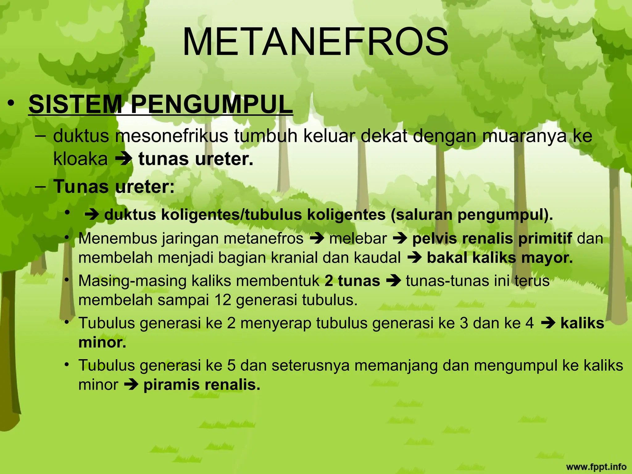 250387111-EMBRIOLOGI-SISTEM-UROGENITAL-2-ppt.ppt