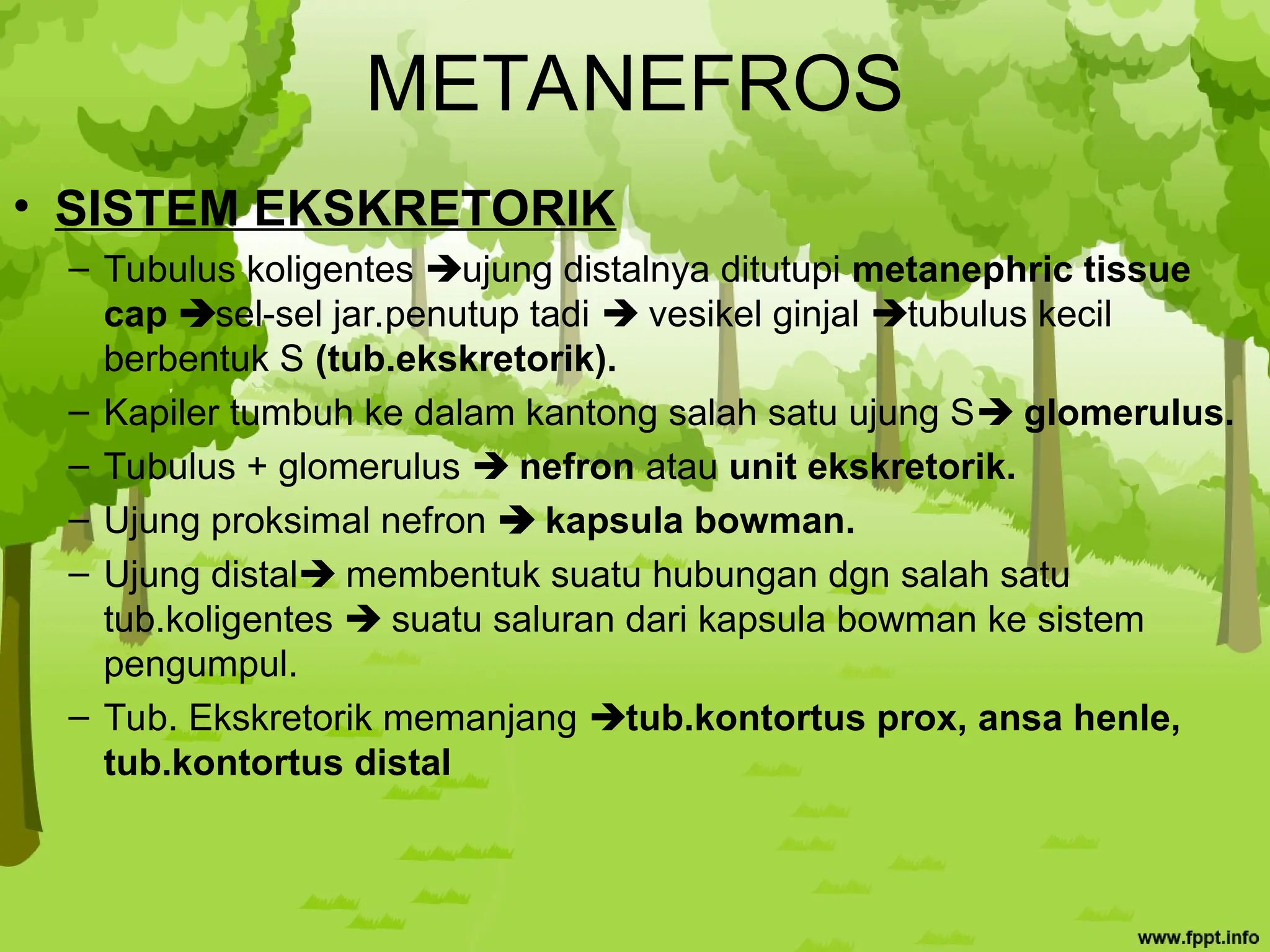 250387111-EMBRIOLOGI-SISTEM-UROGENITAL-2-ppt.ppt