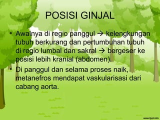 250387111-EMBRIOLOGI-SISTEM-UROGENITAL-2-ppt.ppt