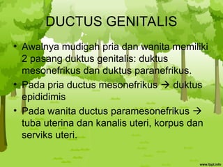 250387111-EMBRIOLOGI-SISTEM-UROGENITAL-2-ppt.ppt