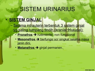 250387111-EMBRIOLOGI-SISTEM-UROGENITAL-2-ppt.ppt