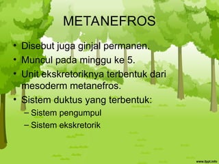 250387111-EMBRIOLOGI-SISTEM-UROGENITAL-2-ppt.ppt