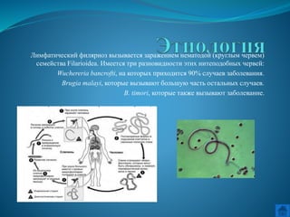 филяриоз | PPT