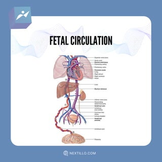 Fetal Circulation | Dibs | Nextillo Medical App | PDF