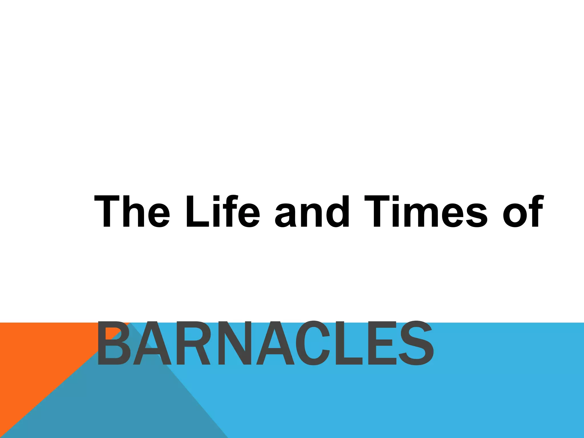 The_Life_and_Times_of_Barnacles[1] | PPT