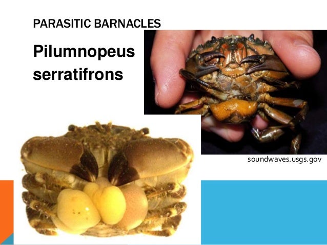 The_Life_and_Times_of_Barnacles[1]