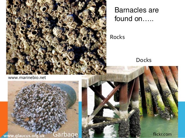 The_Life_and_Times_of_Barnacles[1]