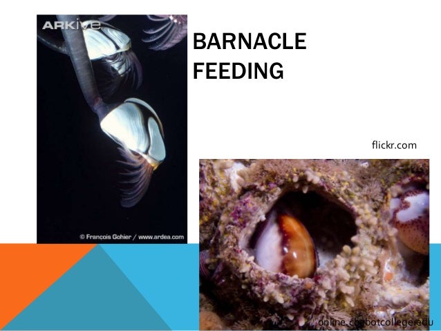 The_Life_and_Times_of_Barnacles[1]